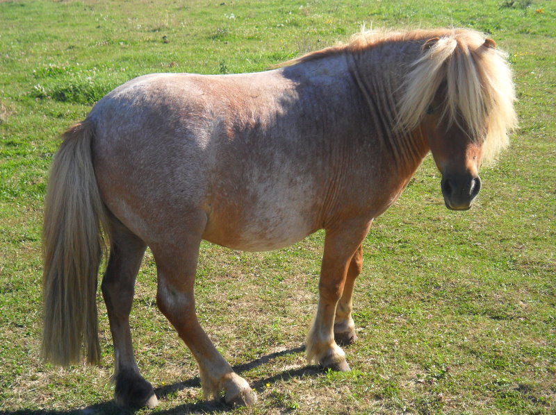 Les poneys - Centre équestre de taravas